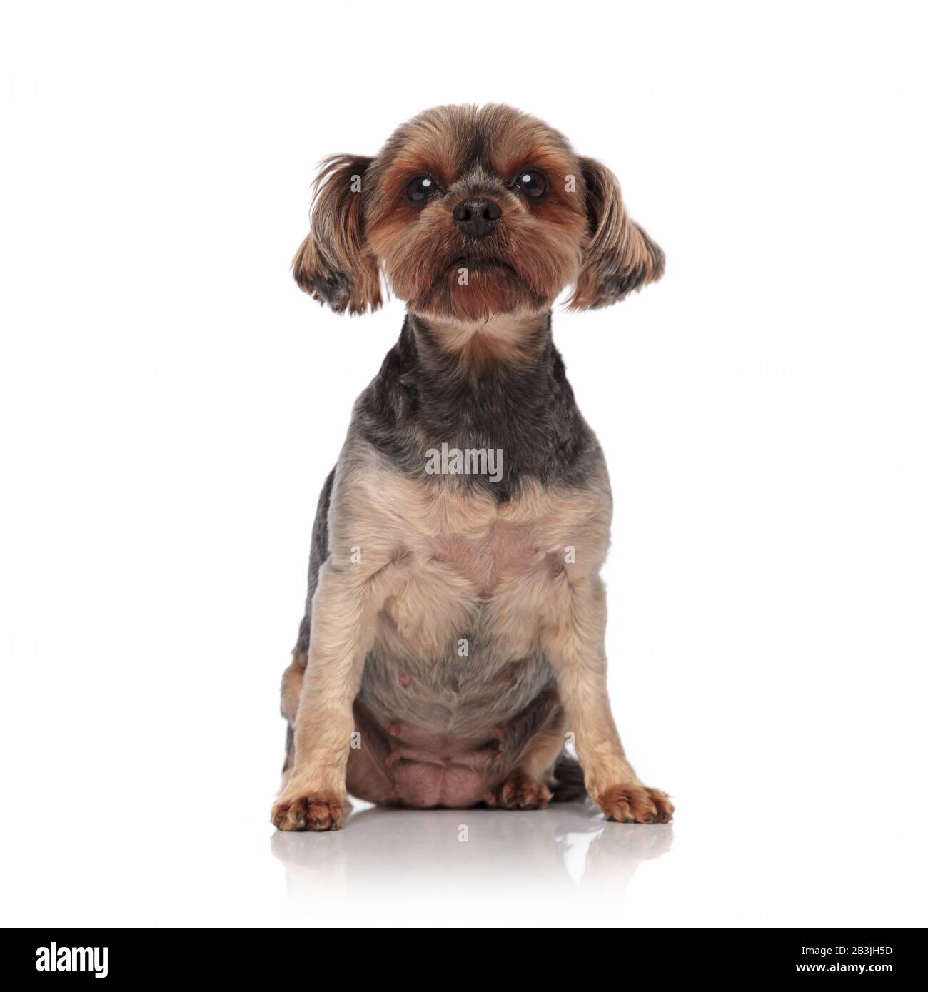 cute yorkshire terrier looking up and sitting isolated on white ...