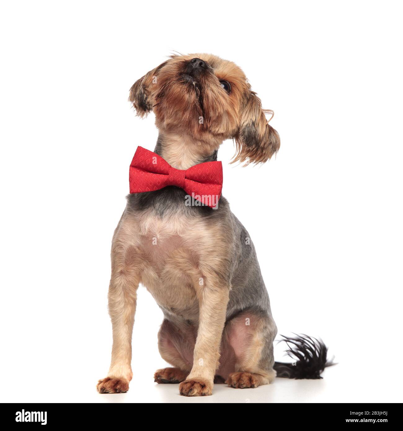side view of yorkshire terrier looking up, wearing red bowtie, sitting ...