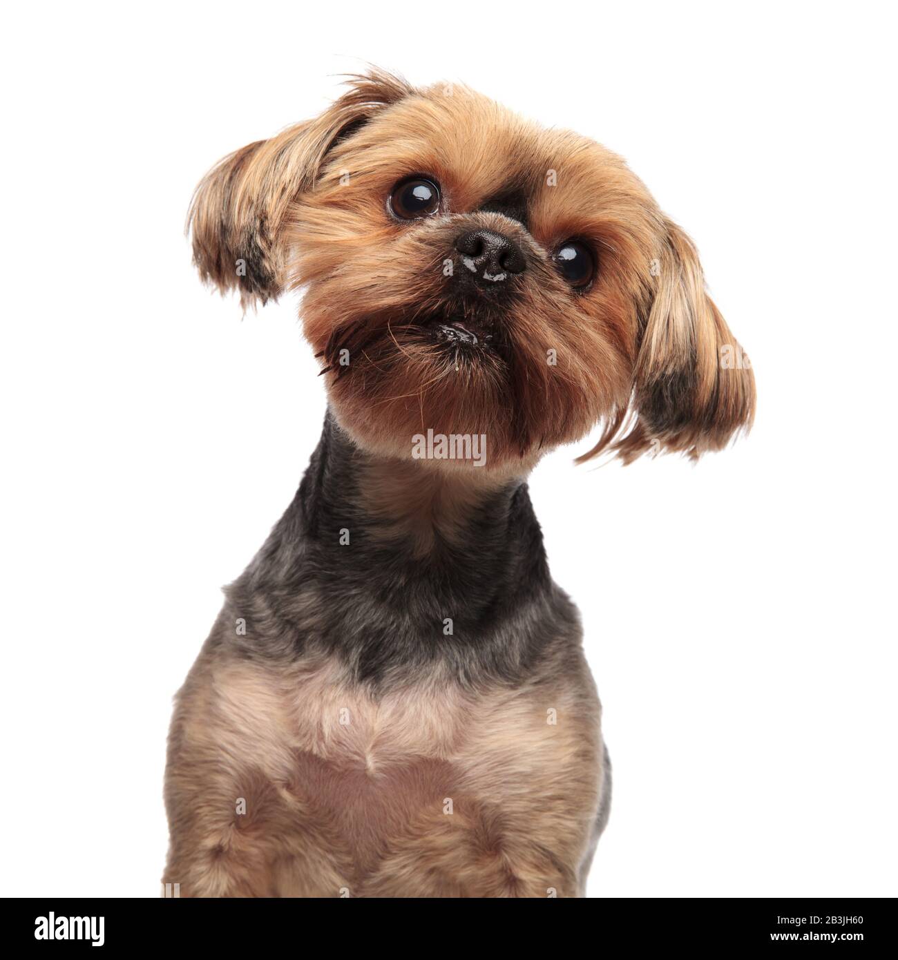 portrait of adorable yorkshire looking up and sitting isolated on white ...
