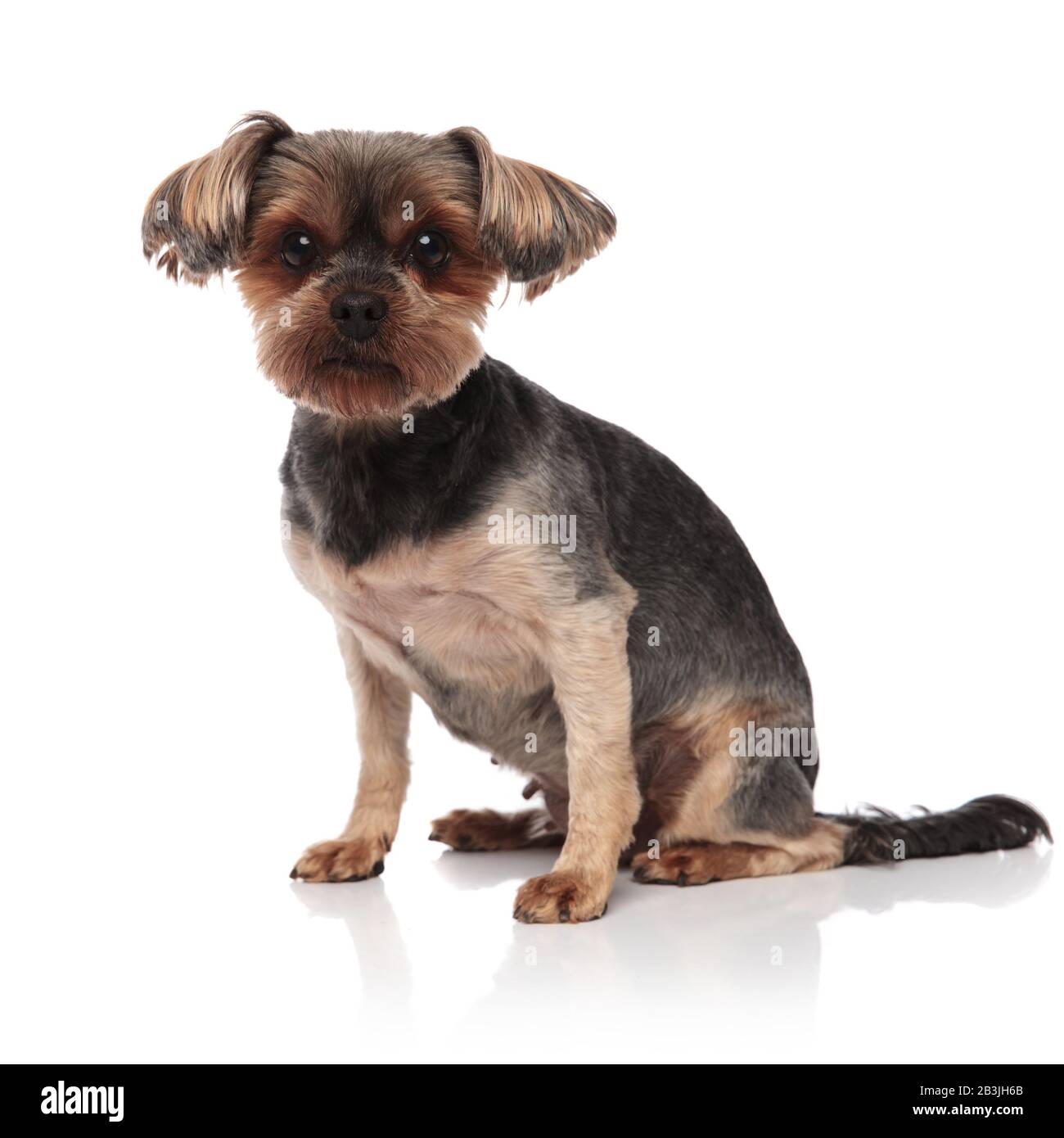 side view of adorable yorkshire terrier sitting isolated on white ...
