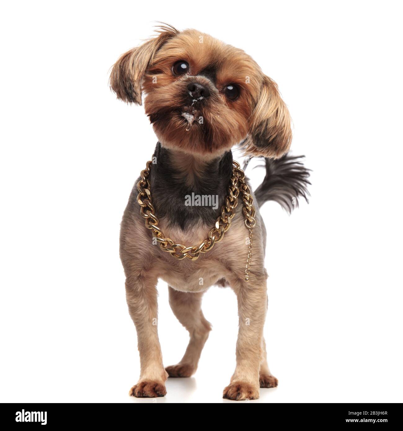 young yorkshire terrier looking up and wearing collar, standing ...