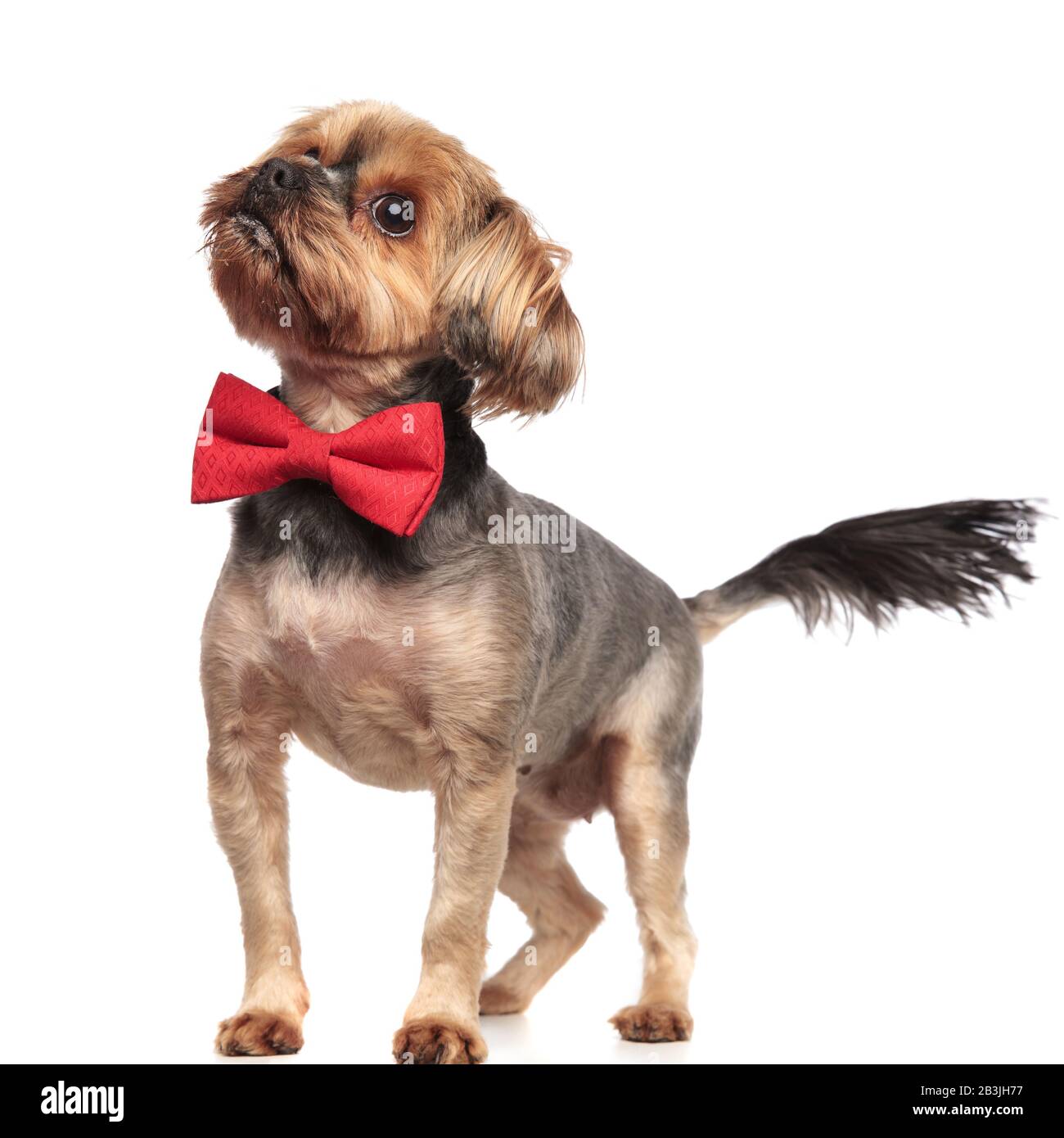 side view of cute yorkshire terrier lookng up and wearing red bowtie ...