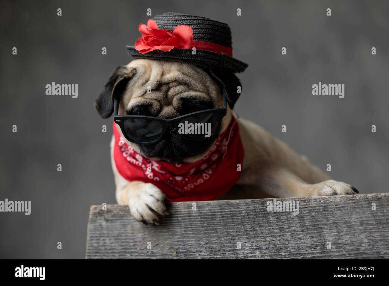 adorable pug wearing a black hat, a pair of sunglasses and a red ...