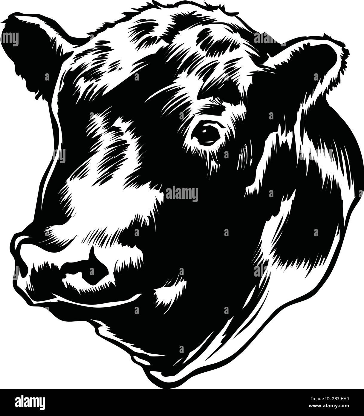 Bull Head Vector Illustration Stock Vector Image & Art - Alamy