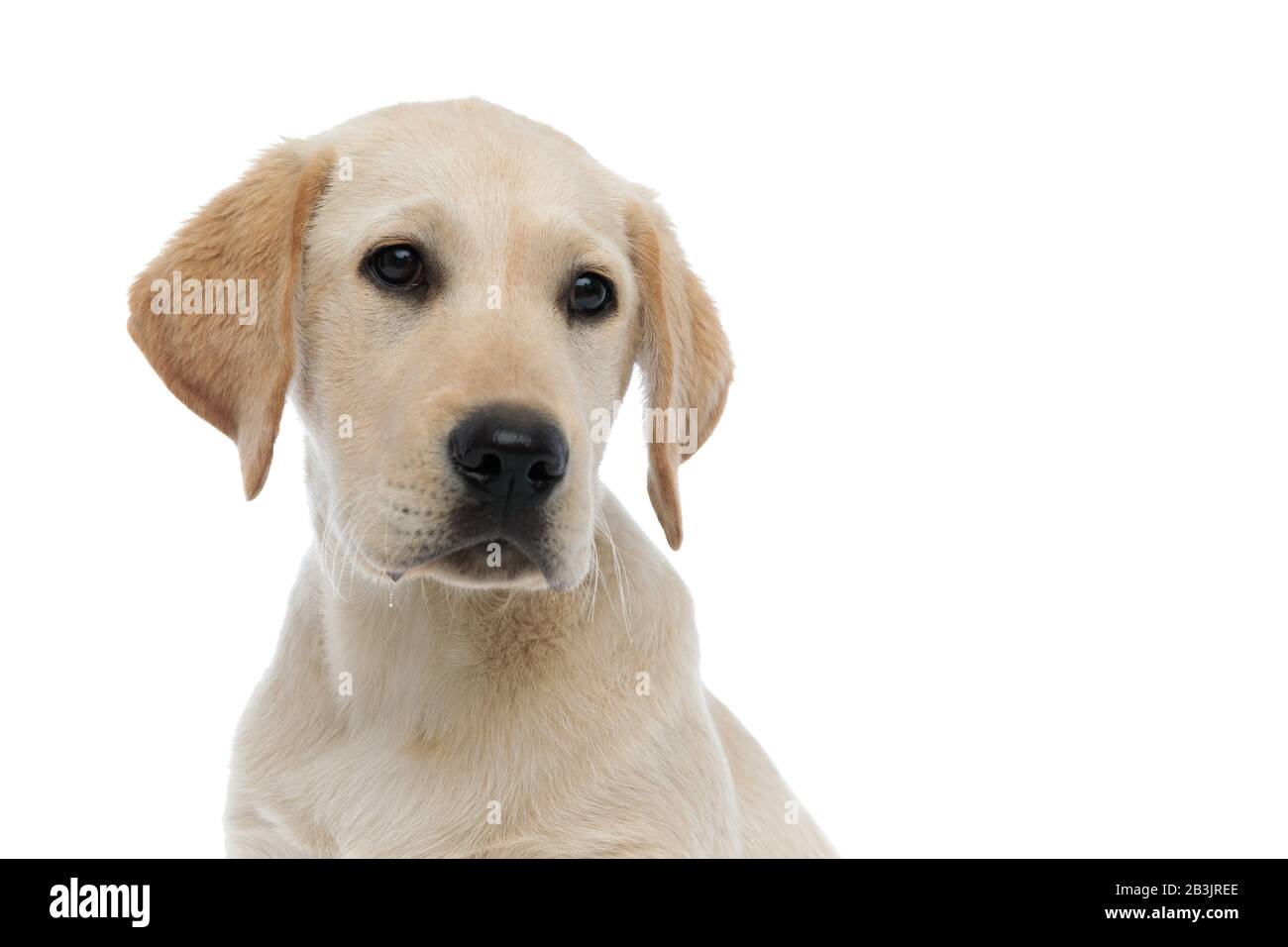 closeup of a cute labrador retriever's head looking away on white ...