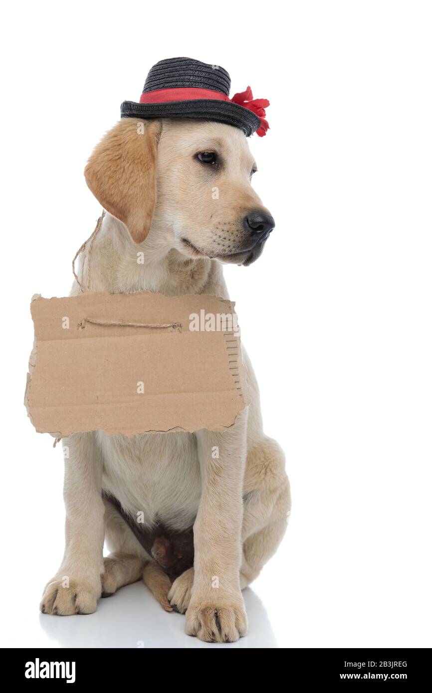 sad little homeless labrador retriever looks to side while wearing a ...