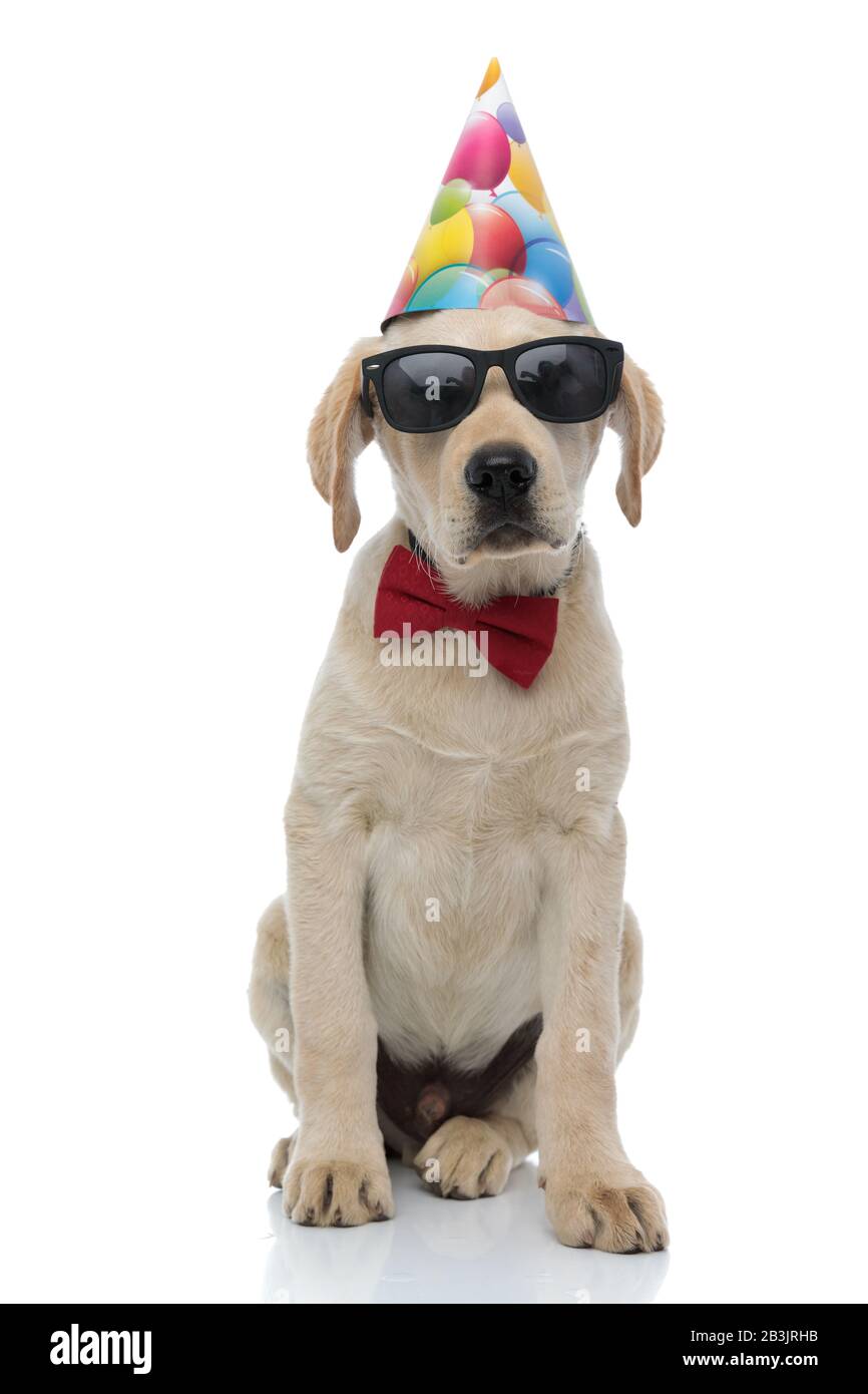 Labrador Retriever Puppies With Birthday Hats 1,809 Dogs In Birthday