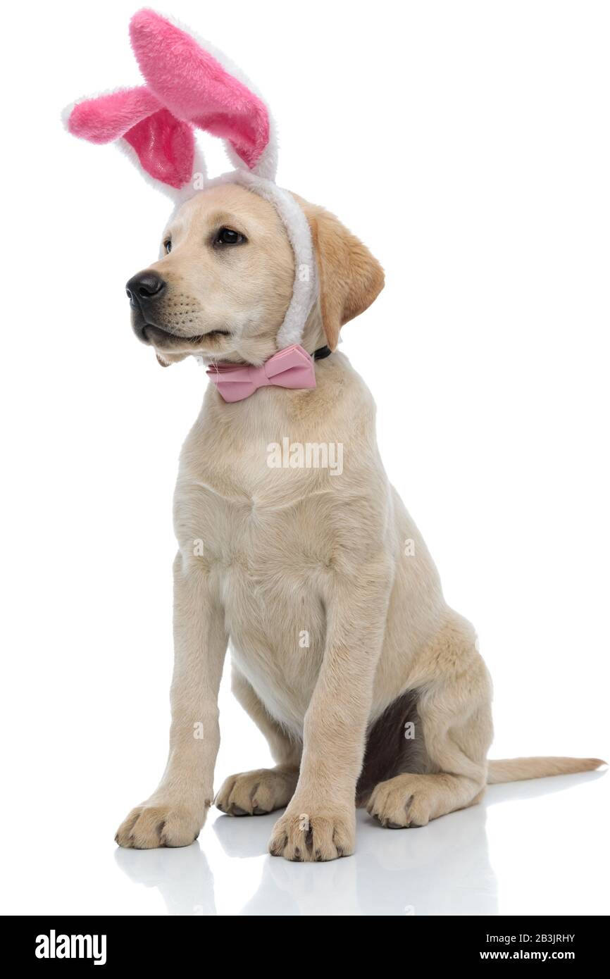 adorable labrador retriever dressed as easter bunny looks to side and ...
