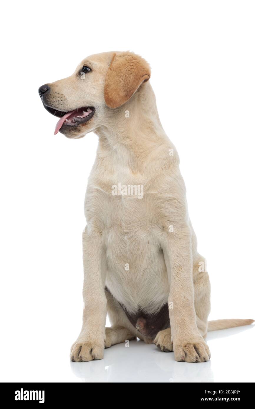 panting labrador retriever puppy looks away to side on white background ...