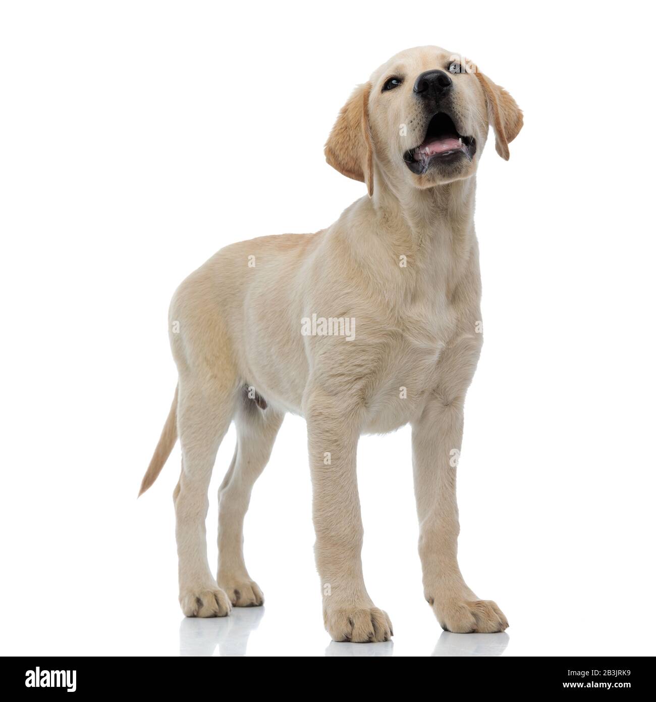 panting adorable labrador retriever puppy stands and looks up on white ...
