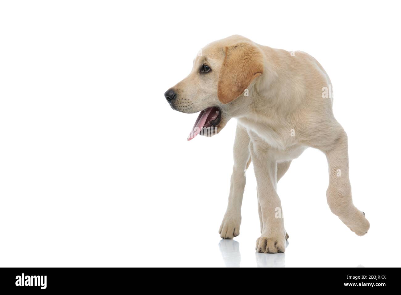 cute little panting labrador retriever walks on white background Stock ...