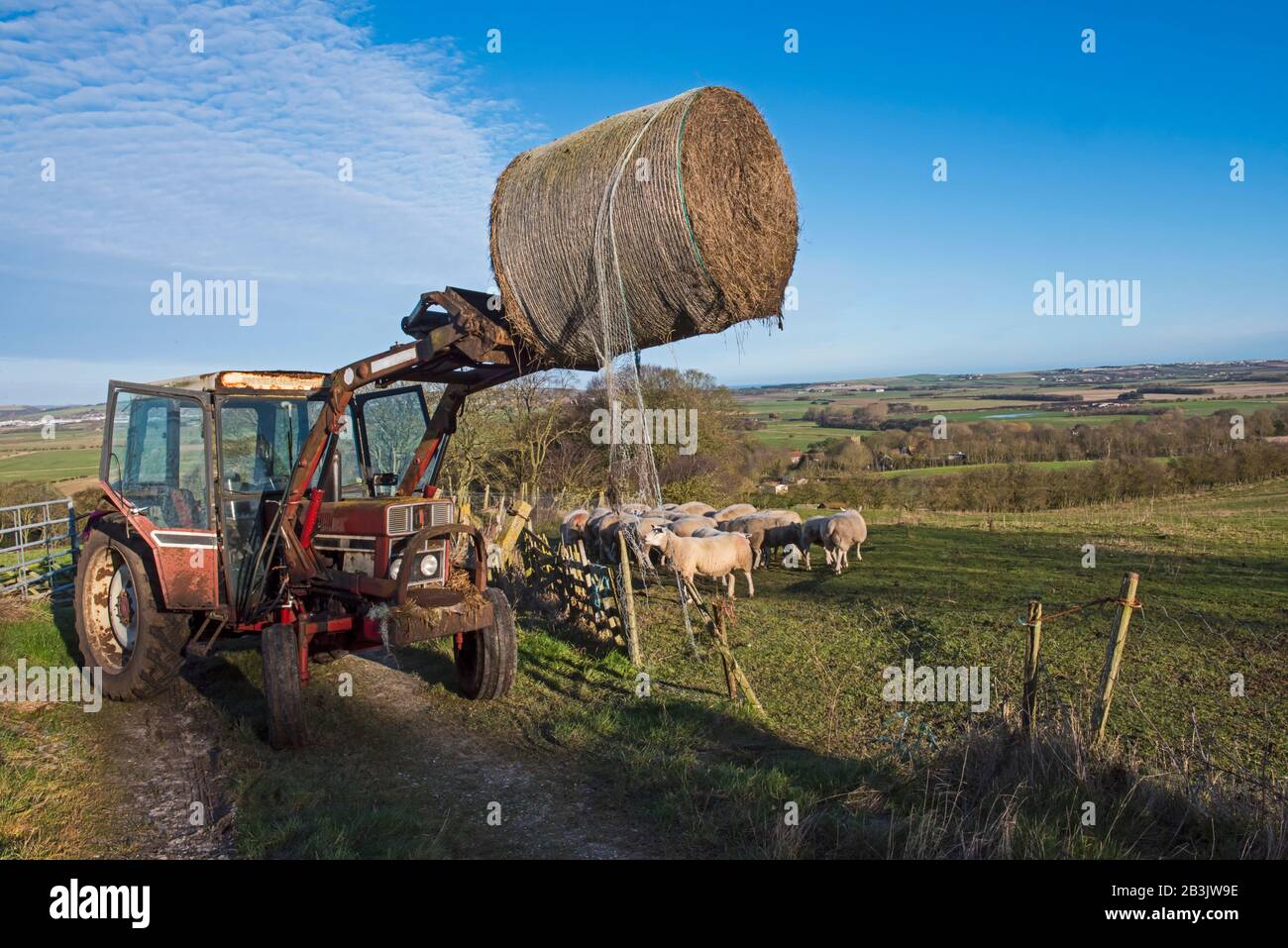 Sheep farming landscape hi-res stock photography and images - Alamy