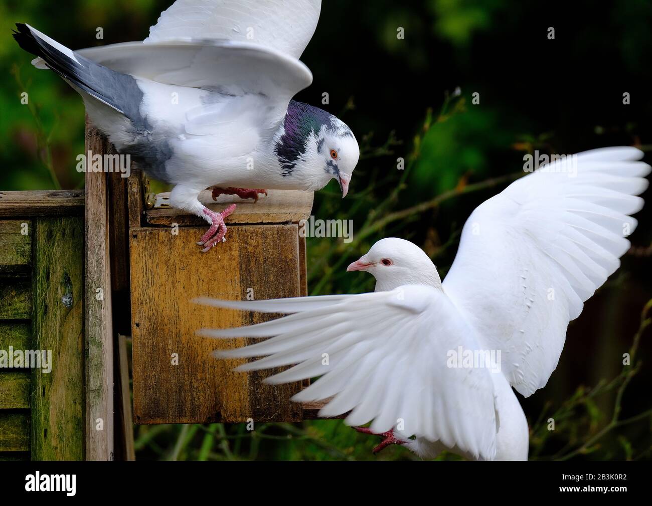 Feral pigeons fighting hi-res stock photography and images - Alamy