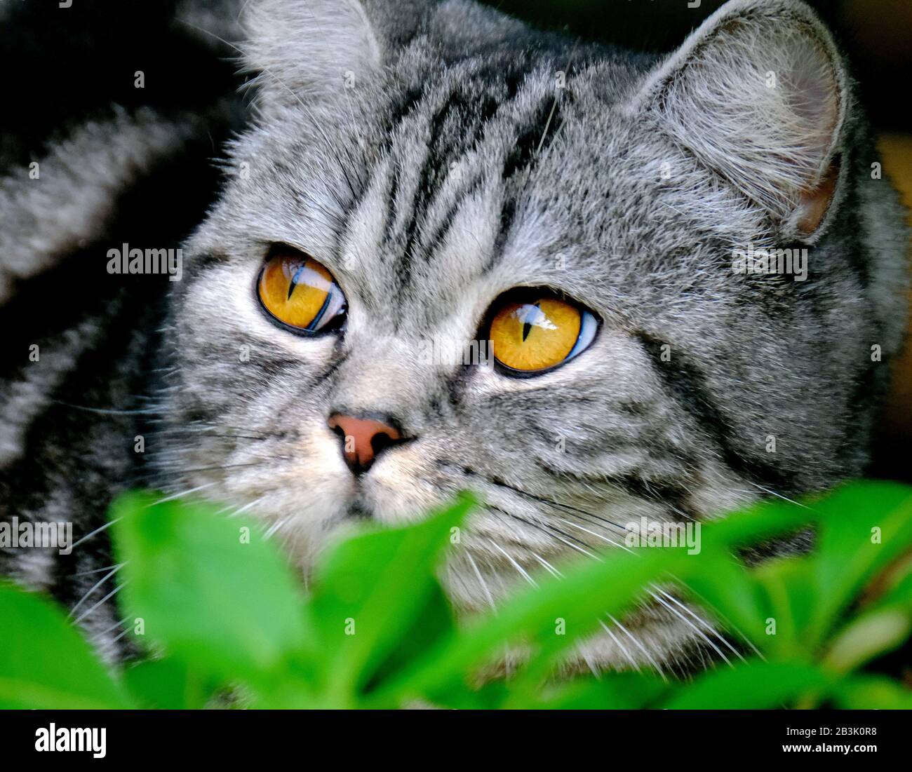 Cat waiting mouse hi-res stock photography and images - Alamy