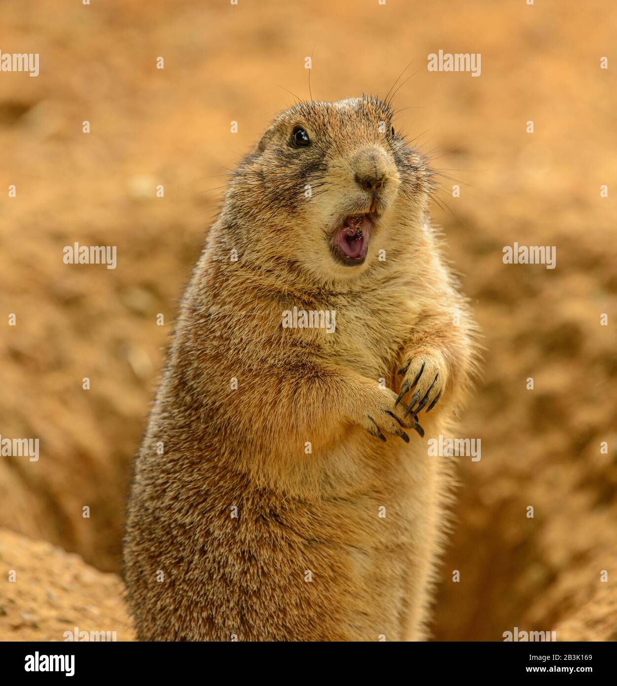 Surprised prairie dog hi-res stock photography and images - Alamy