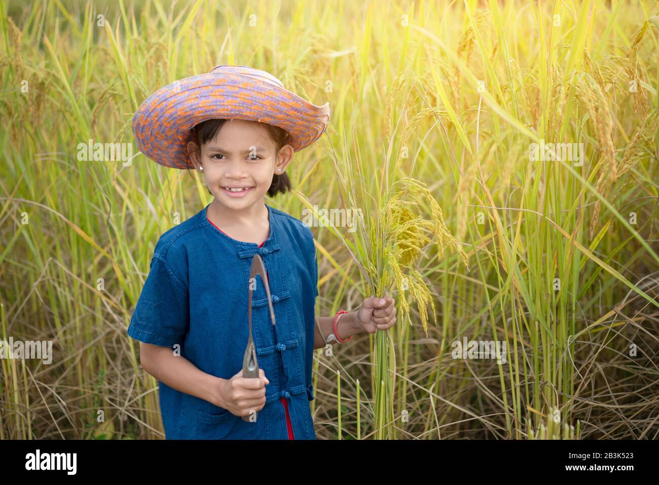 Happy asian girl farmer harvesting rice in yellow rice field Stock ...