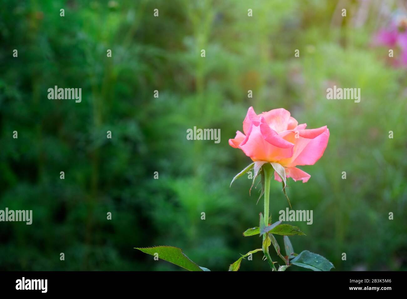 red rose flower with green background in roses garden Stock Photo - Alamy
