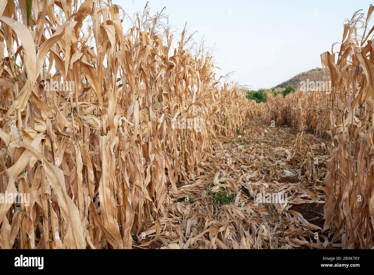 Havest hi-res stock photography and images - Alamy