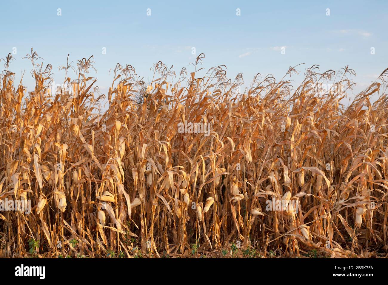 Havest hi-res stock photography and images - Alamy