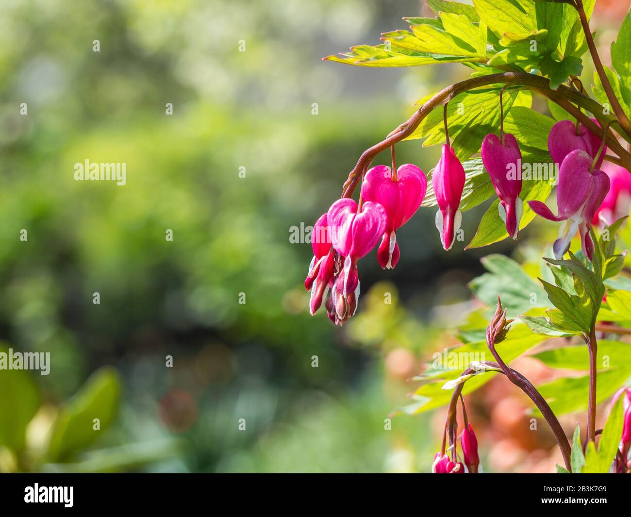 Bleeding_heart hi-res stock photography and images - Alamy