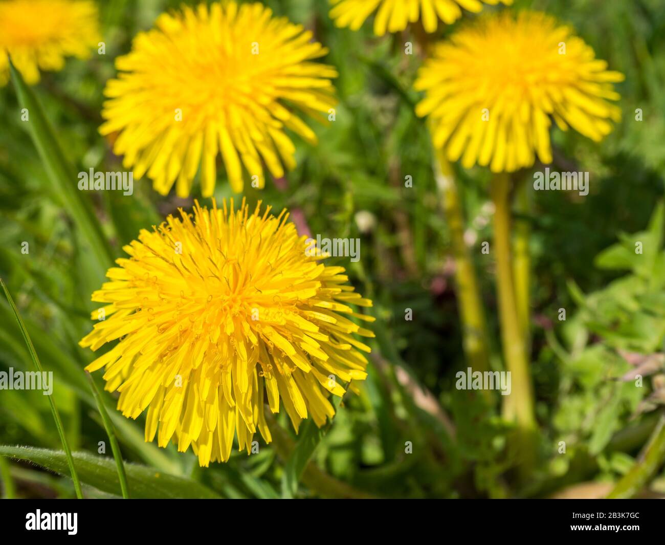 Dandelion in bloom on a meadow Stock Photo - Alamy
