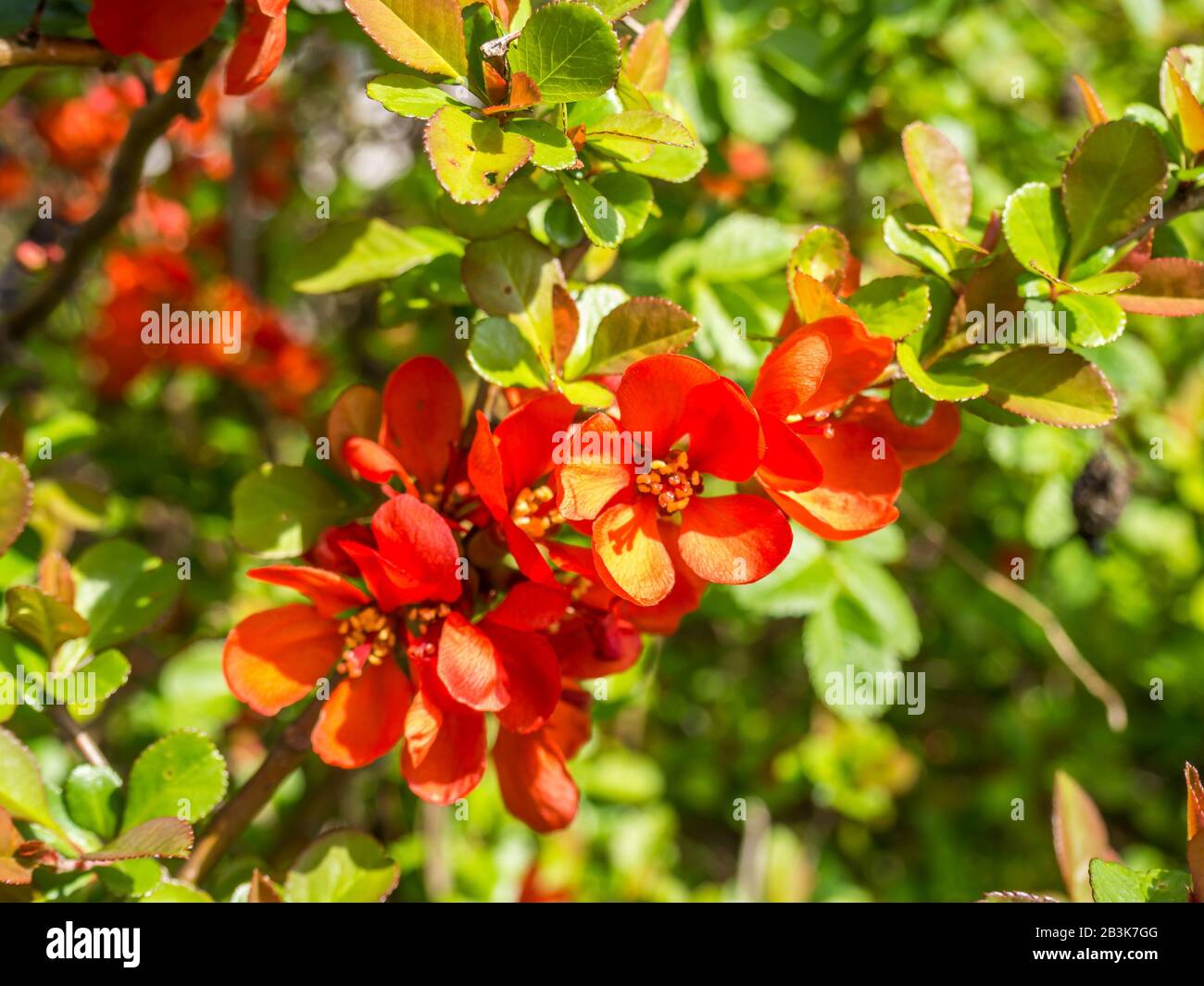 Japanese quince flower hi-res stock photography and images - Alamy