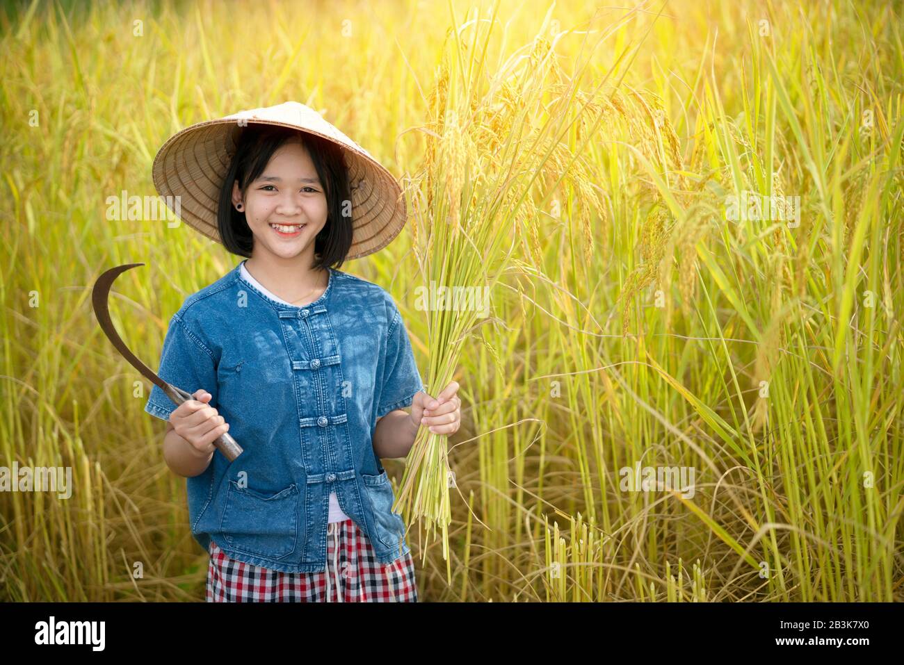 Happy asian girl farmer harvesting rice in yellow rice field Stock ...