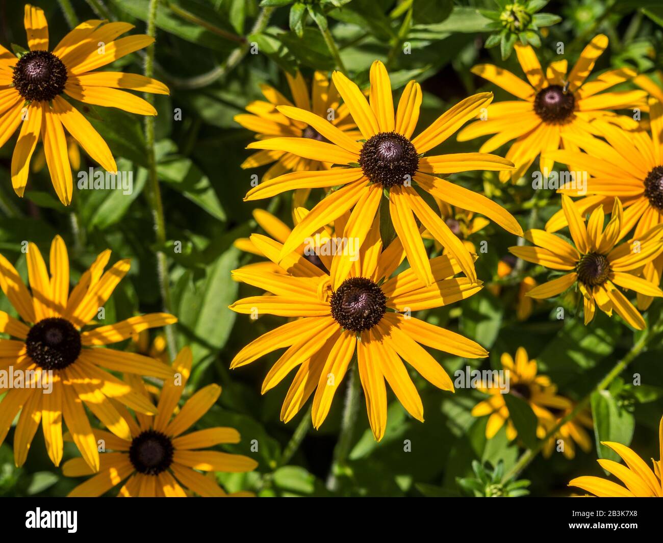 Coneflower blooms hi-res stock photography and images - Alamy