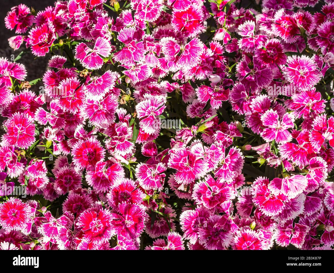 Carnation in bloom in summer Stock Photo - Alamy