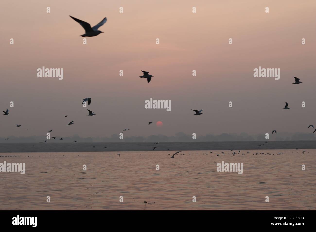 Birds fly over the holy Ganges River during sunrise Stock Photo - Alamy