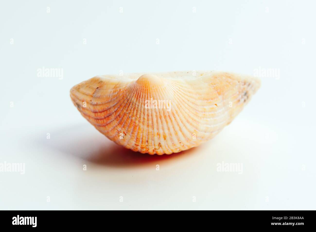 Sea shell on white background. creative photo Stock Photo - Alamy