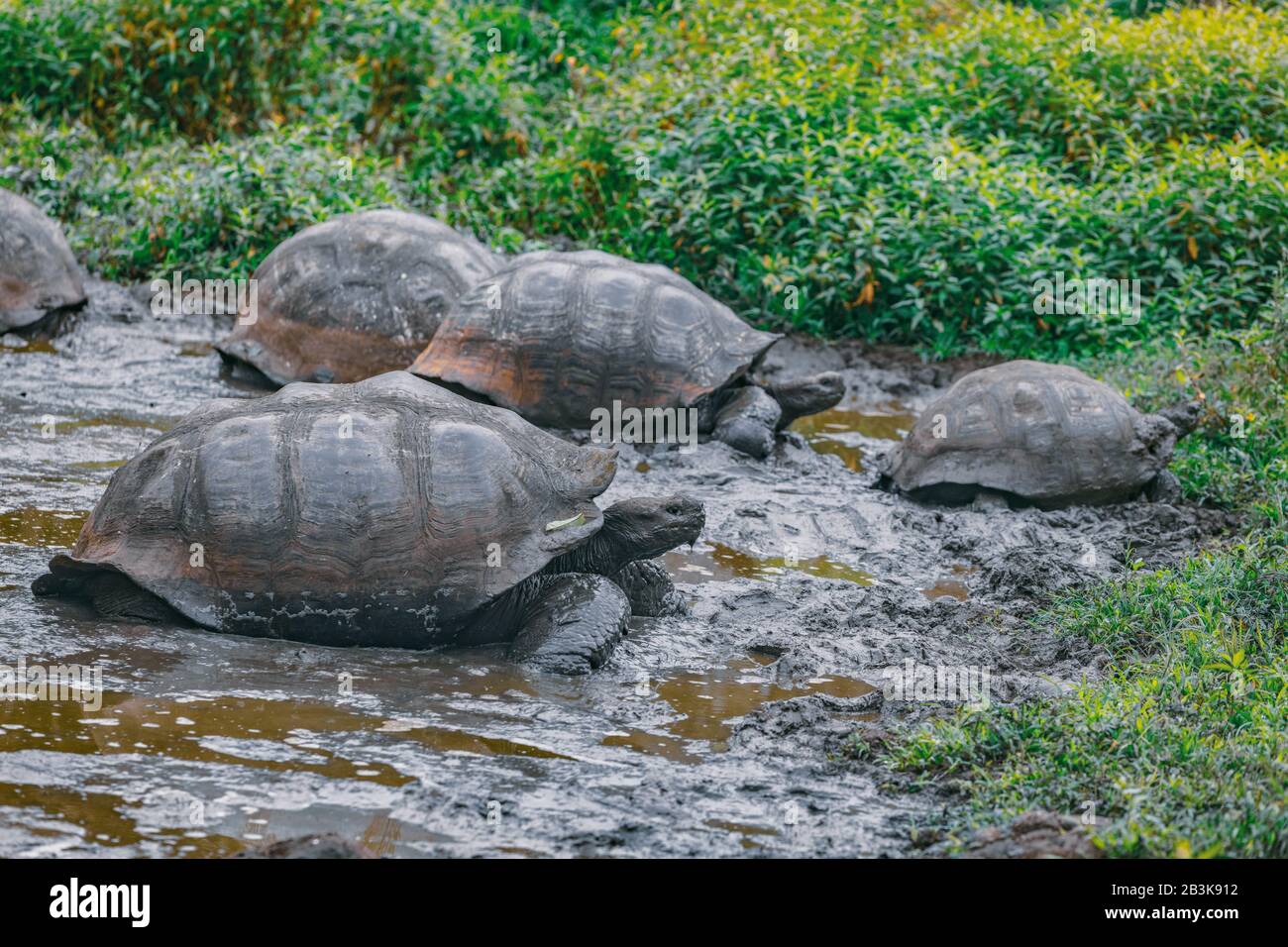 Galapagos Giant Tortoise on Santa Cruz Island in Galapagos Islands ...