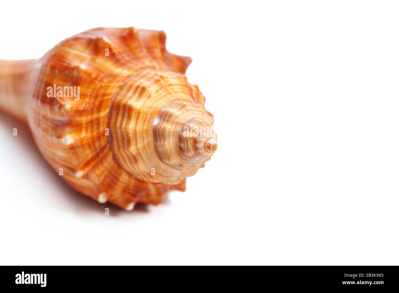Sea shell on white background. creative photo Stock Photo - Alamy