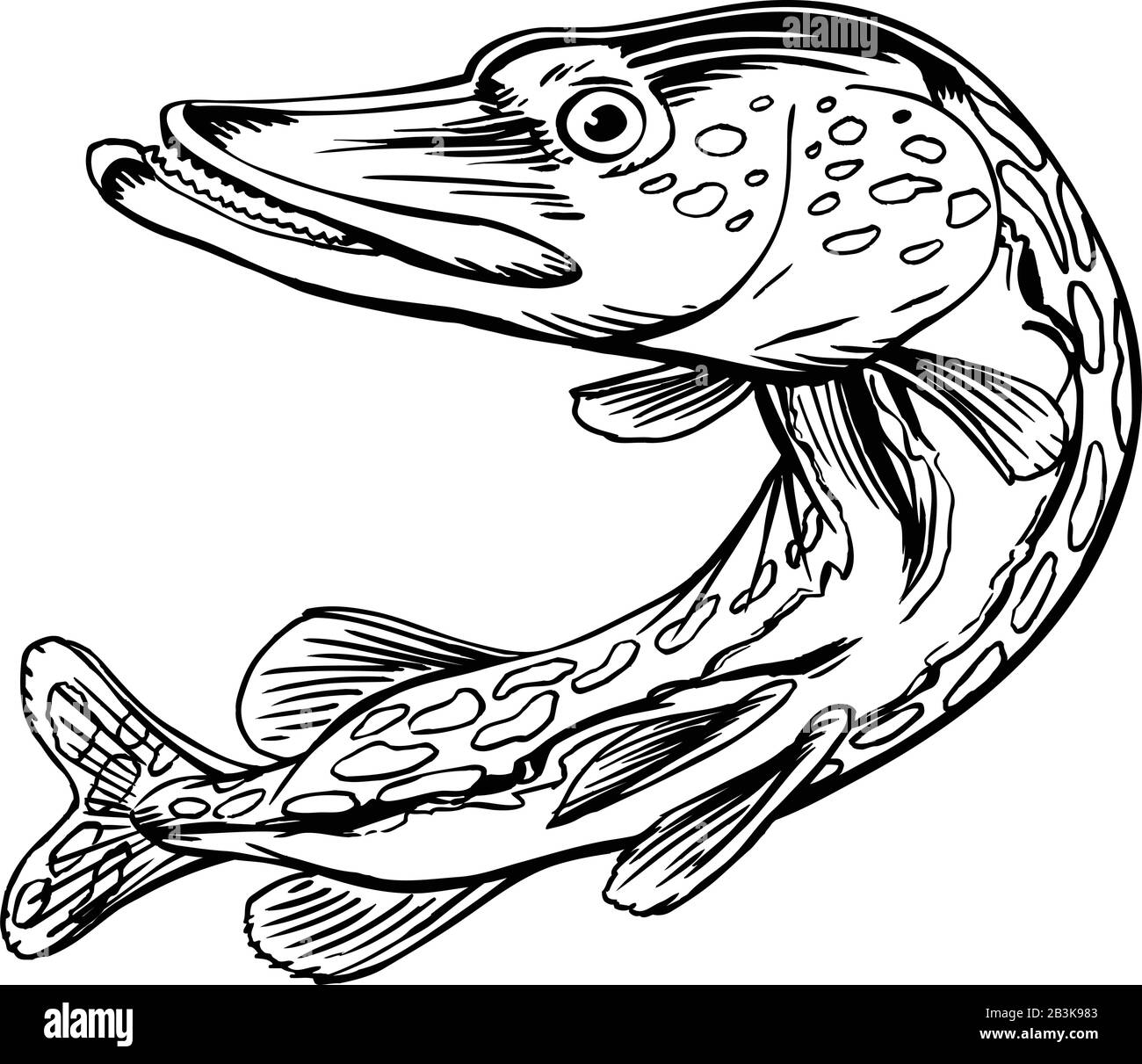 Northern Pike Cartoon Vector Illustration Stock Vector Image & Art - Alamy