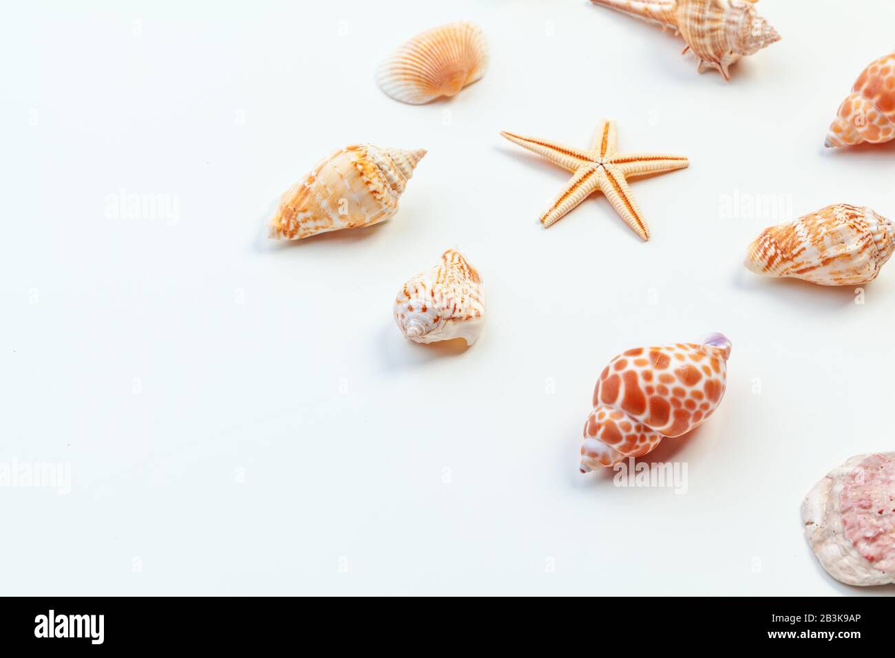 shells isolated on white background. creative photo Stock Photo - Alamy