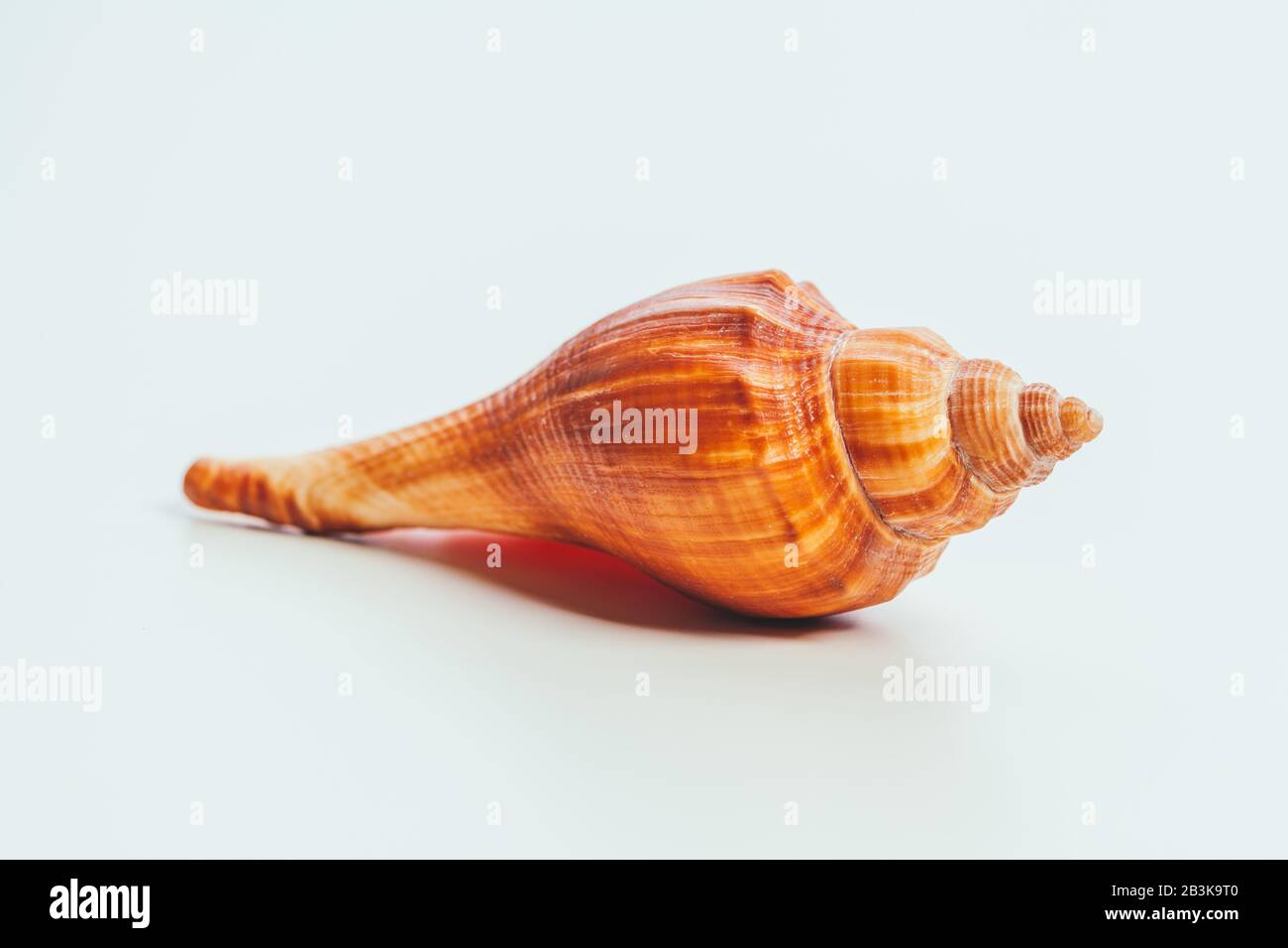 Sea shell on white background. creative photo Stock Photo - Alamy