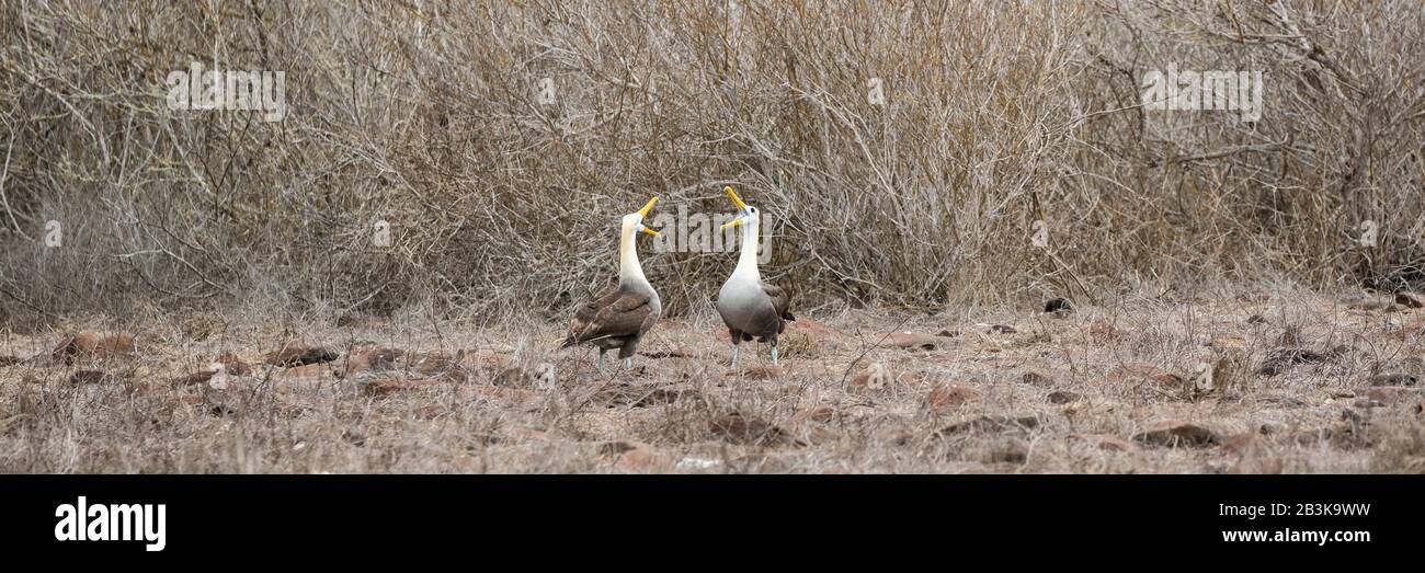Galapagos Albatross aka Waved albatrosses mating dance courtship ritual ...