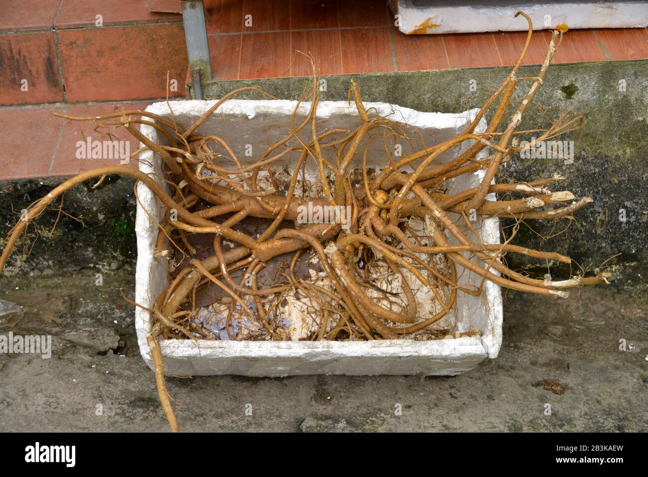 Ginseng, Sa Pa, Vietnam Stock Photo - Alamy