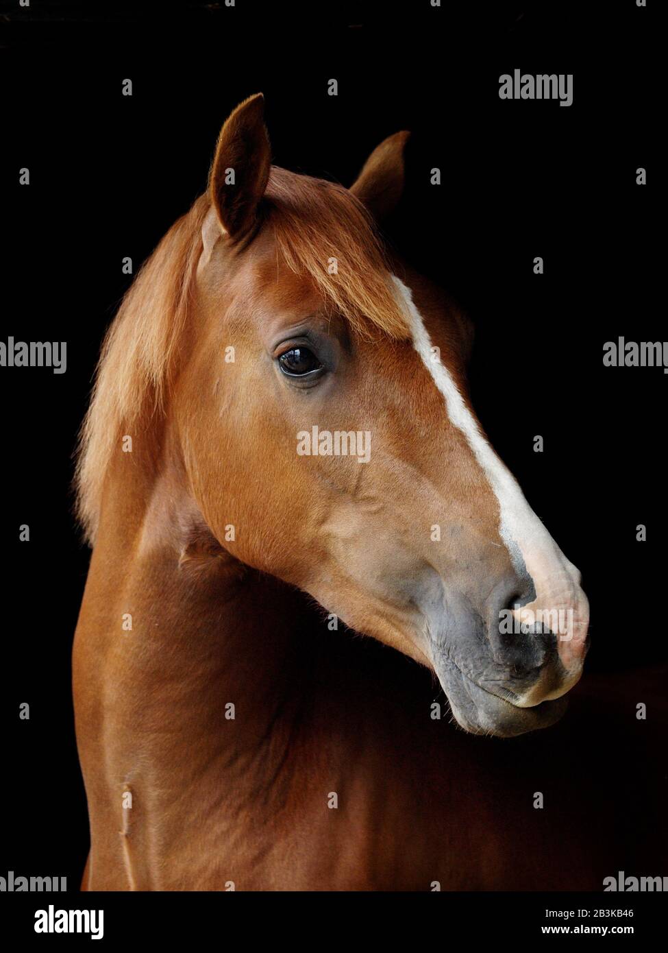 Welsh Section C High Resolution Stock Photography and Images - Alamy