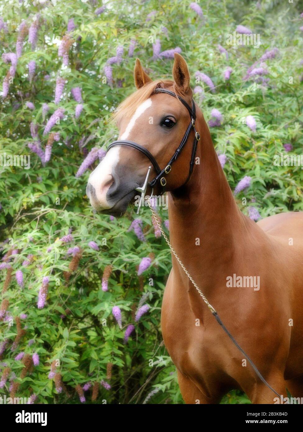 Welsh section c hi-res stock photography and images - Alamy