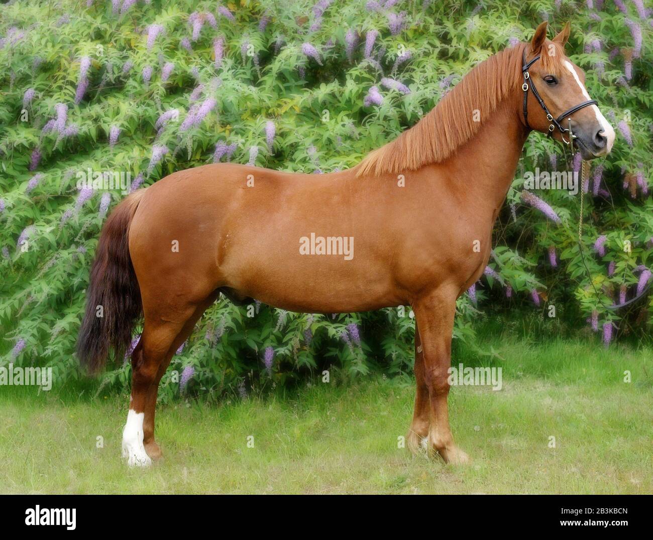 Welsh Section C High Resolution Stock Photography and Images - Alamy