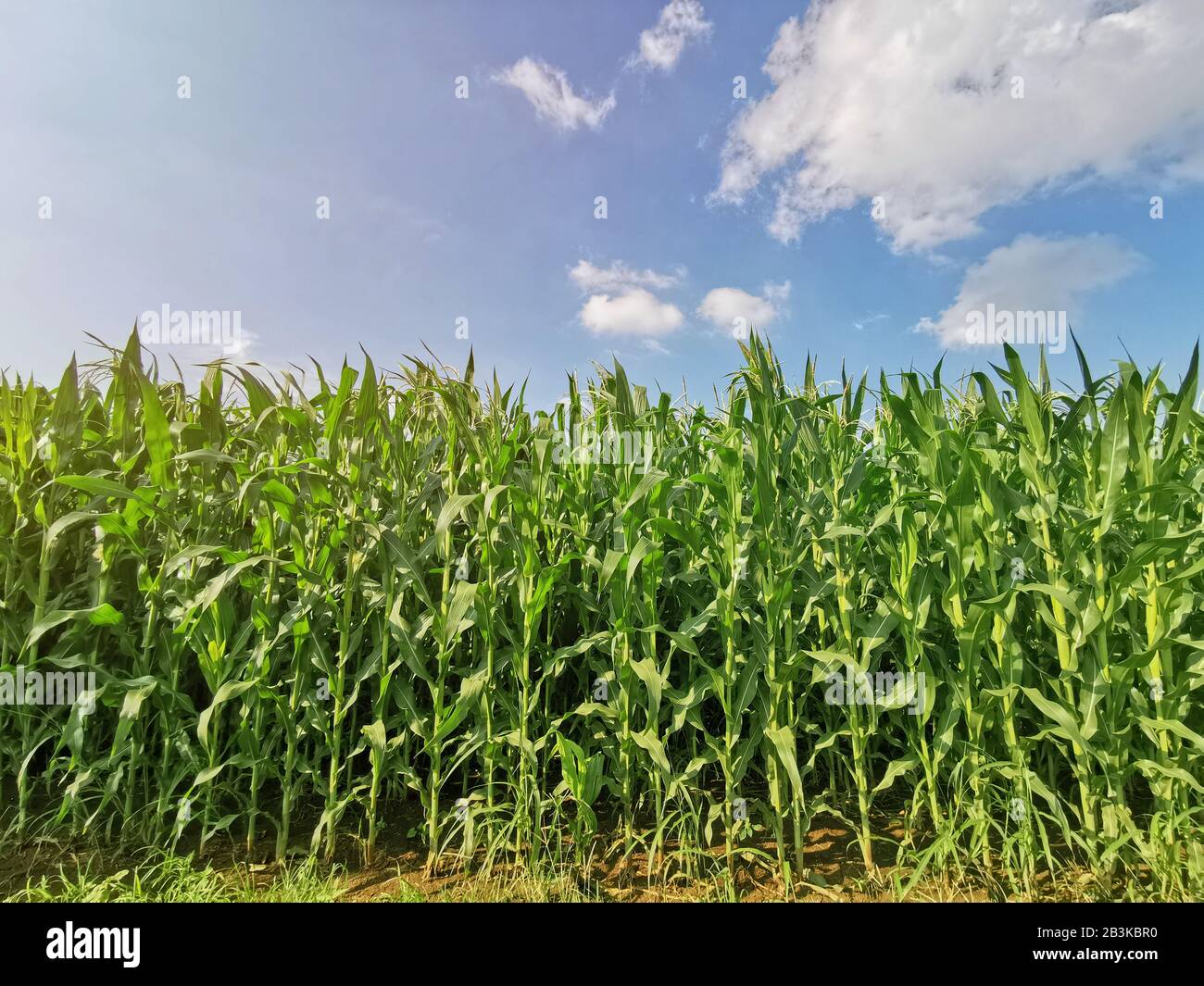 Corn field with sun and blue sky Stock Photo - Alamy