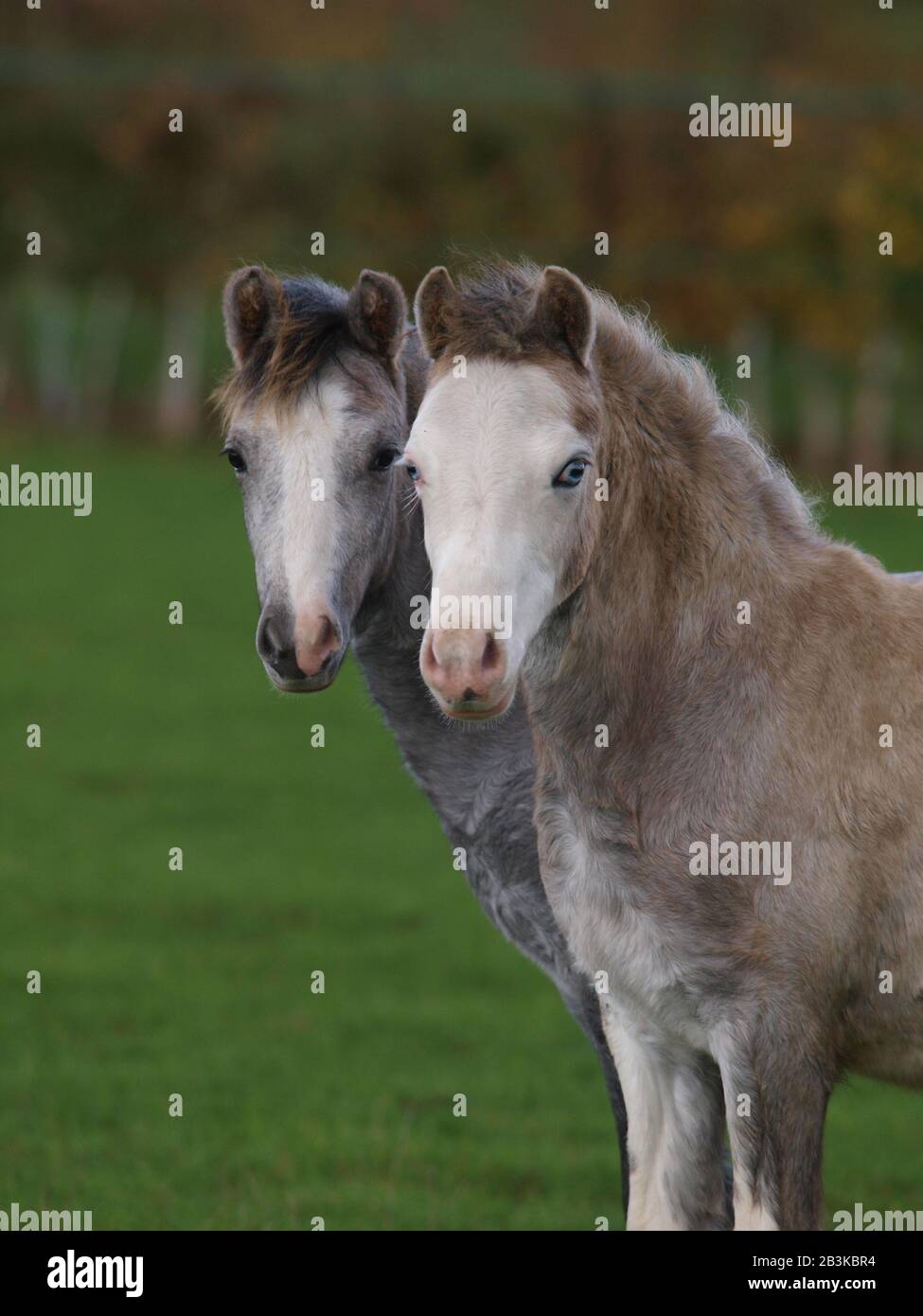 A head shot of two young Welsh ponies standing next to each other Stock ...