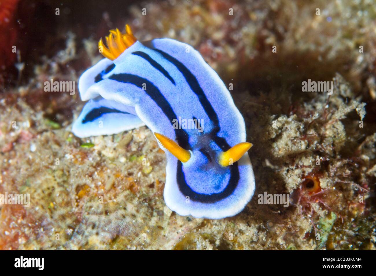 Lochi sea slug hi-res stock photography and images - Alamy