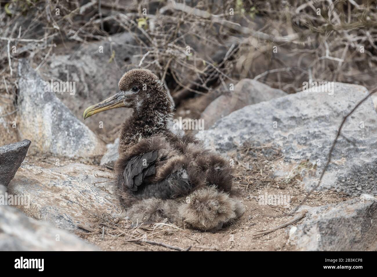 Down feathers hi-res stock photography and images - Alamy