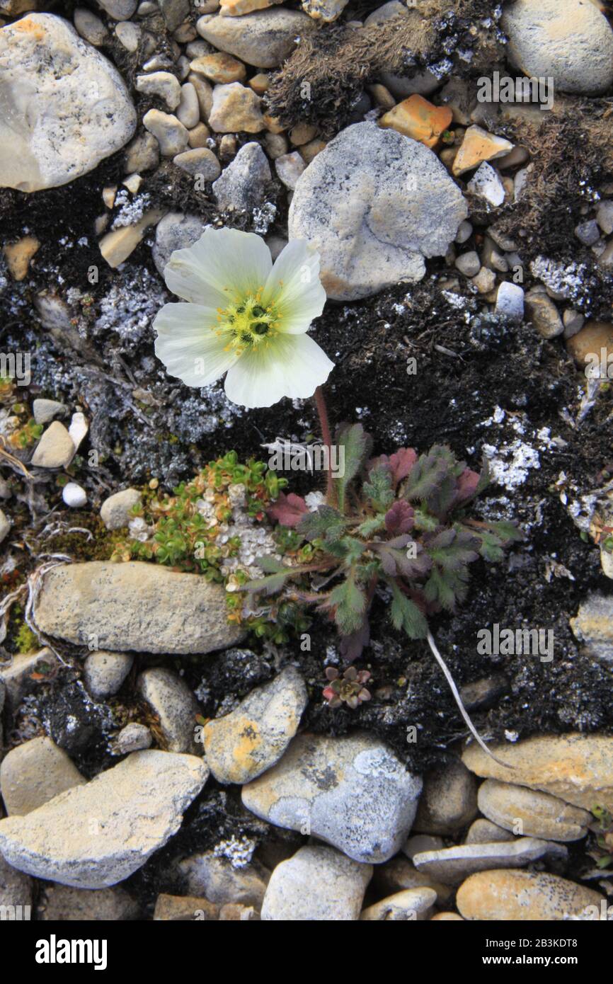 Saxifraga hyperborea hi-res stock photography and images - Alamy
