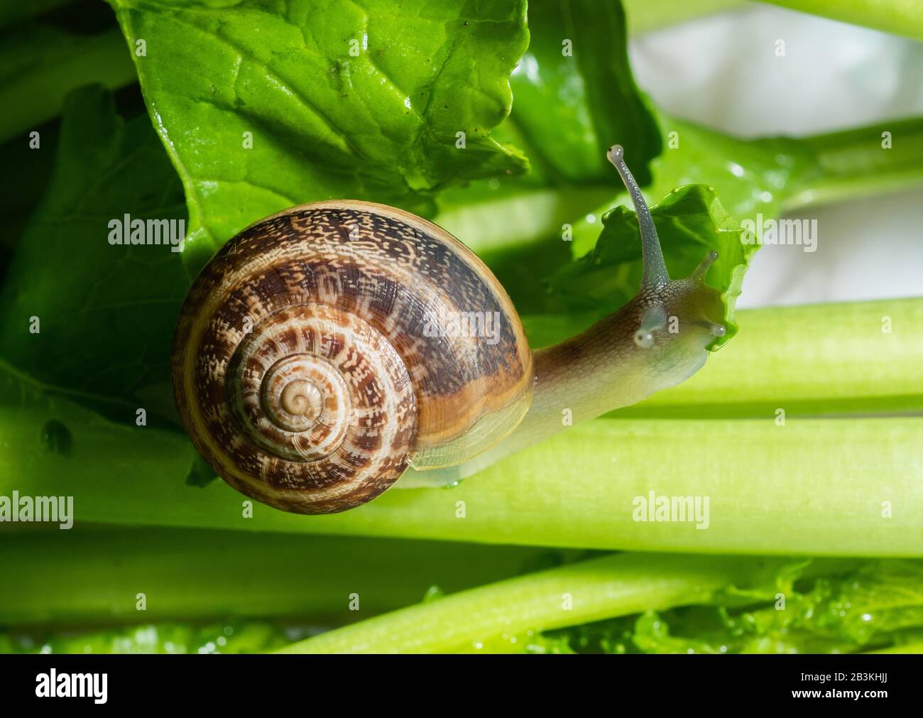 Italy, Helix Aspersa Muller, snail or common Italian snail Stock Photo ...