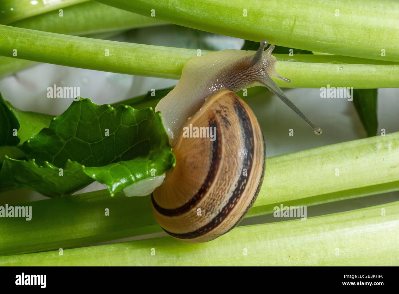 Italy, Helix Aspersa Muller, snail or common Italian snail Stock Photo ...