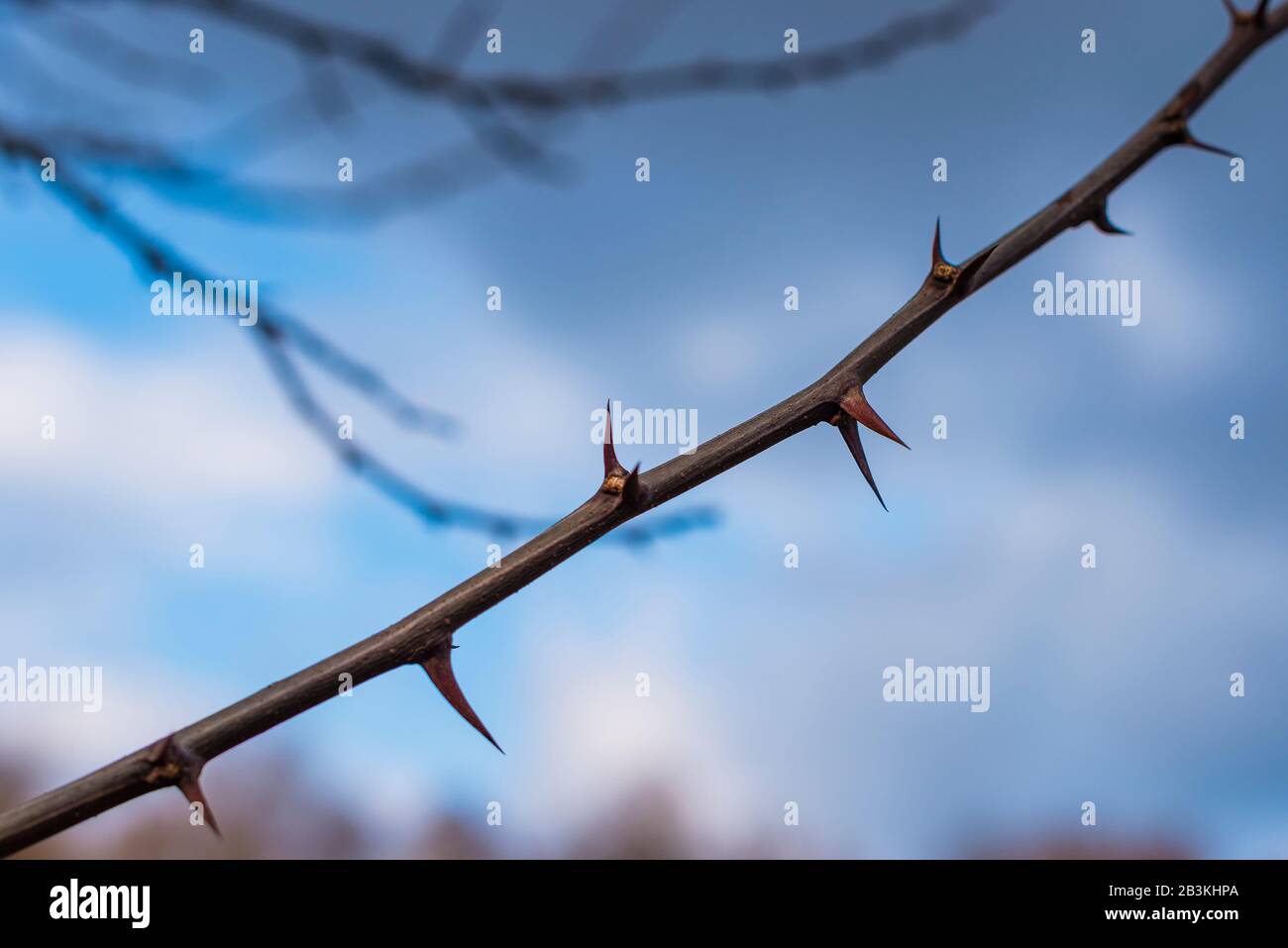 A branch with many thorns, thorny branch, spines Stock Photo - Alamy