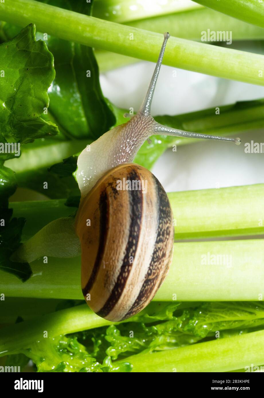 Italy, Helix Aspersa Muller, snail or common Italian snail Stock Photo ...